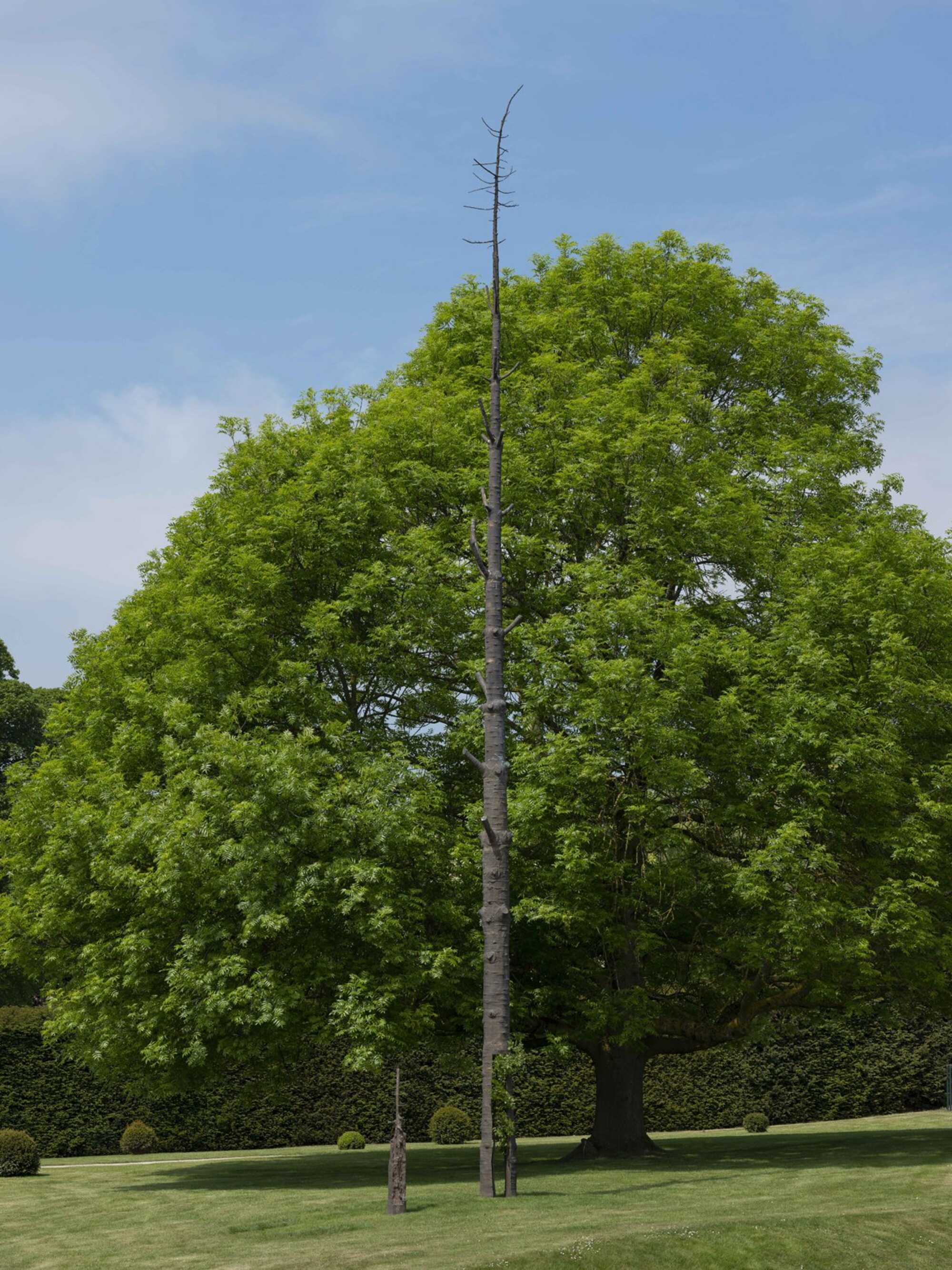 Giuseppe Penone: A Tree in the Wood | Sculpture Network