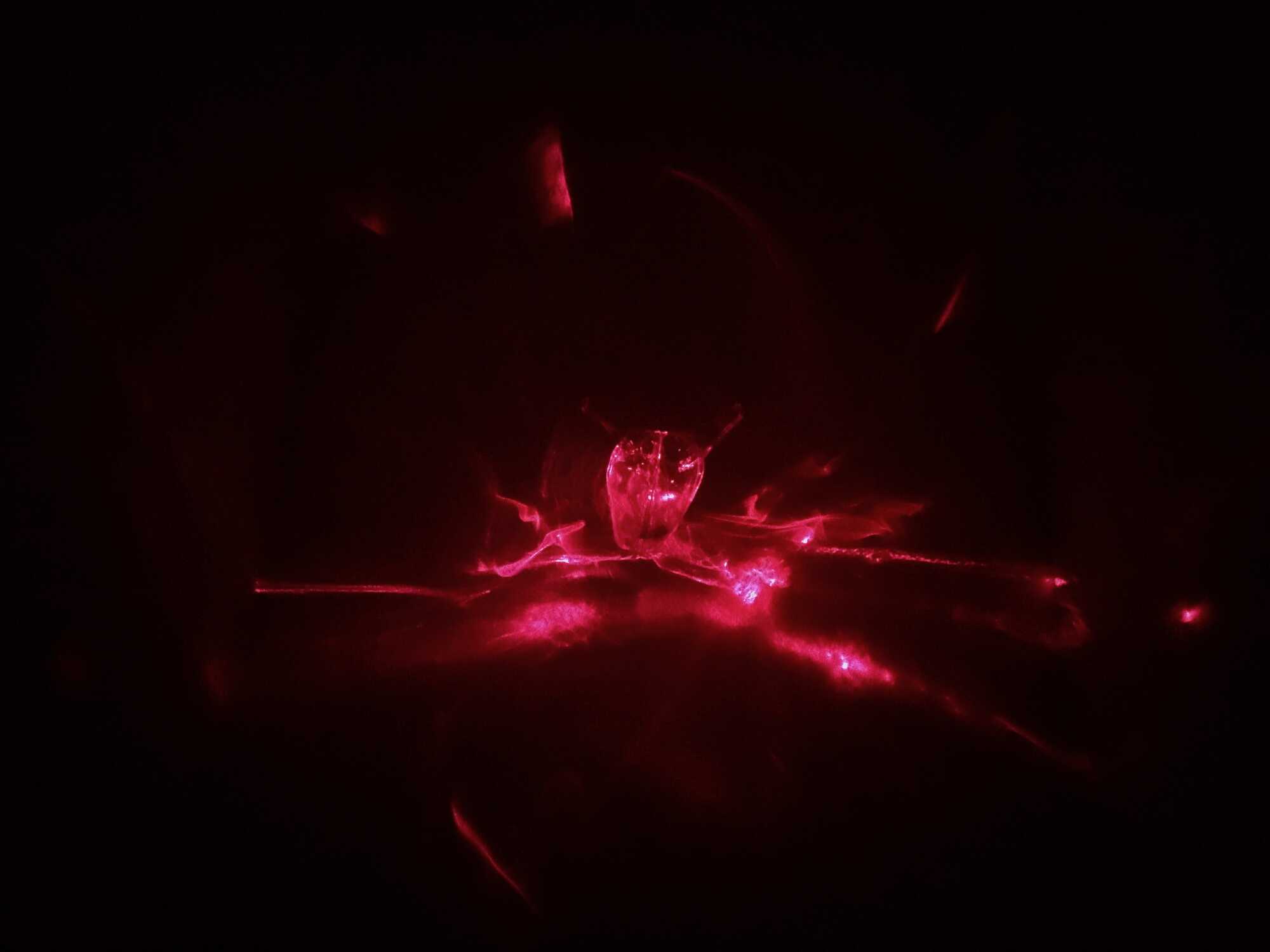 Concealed Shield | Sculpture Network