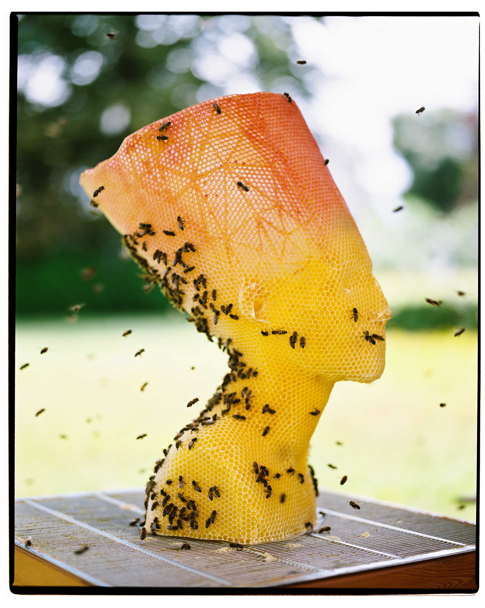 Tomáš Gabzdil Libertíny: Co-creating with Bees | Sculpture Network