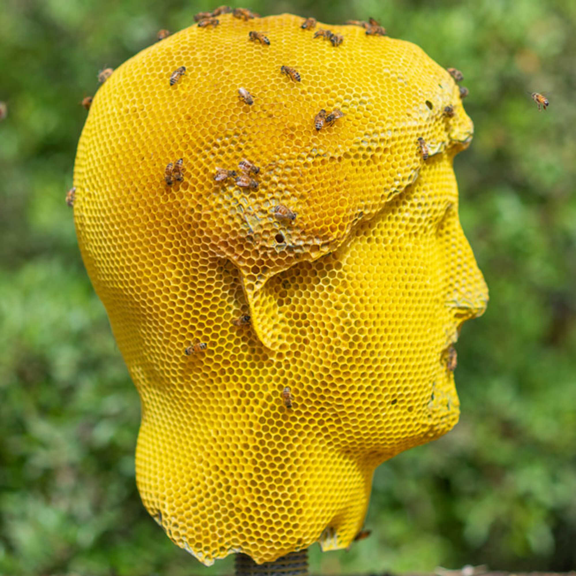 Tomáš Gabzdil Libertíny: Co-creating with Bees | Sculpture Network