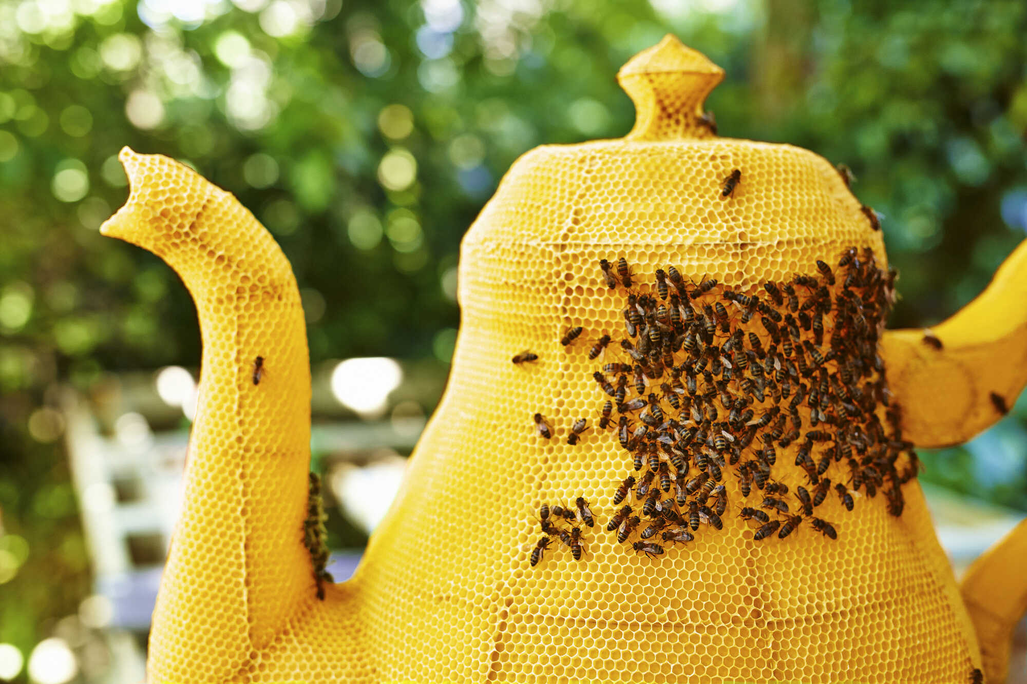 Tomáš Gabzdil Libertíny: Co-creating with Bees | Sculpture Network